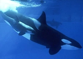 Category:Kenau's Gallery | Orca Pod Wiki | Fandom
