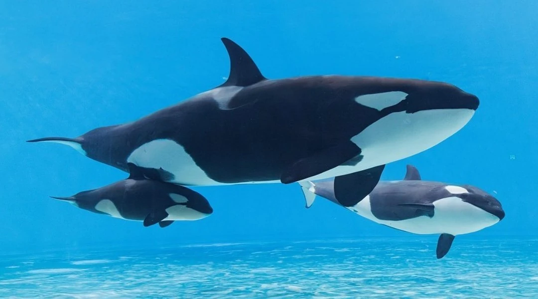 Category:Katenka's Gallery | Orca Pod Wiki | Fandom