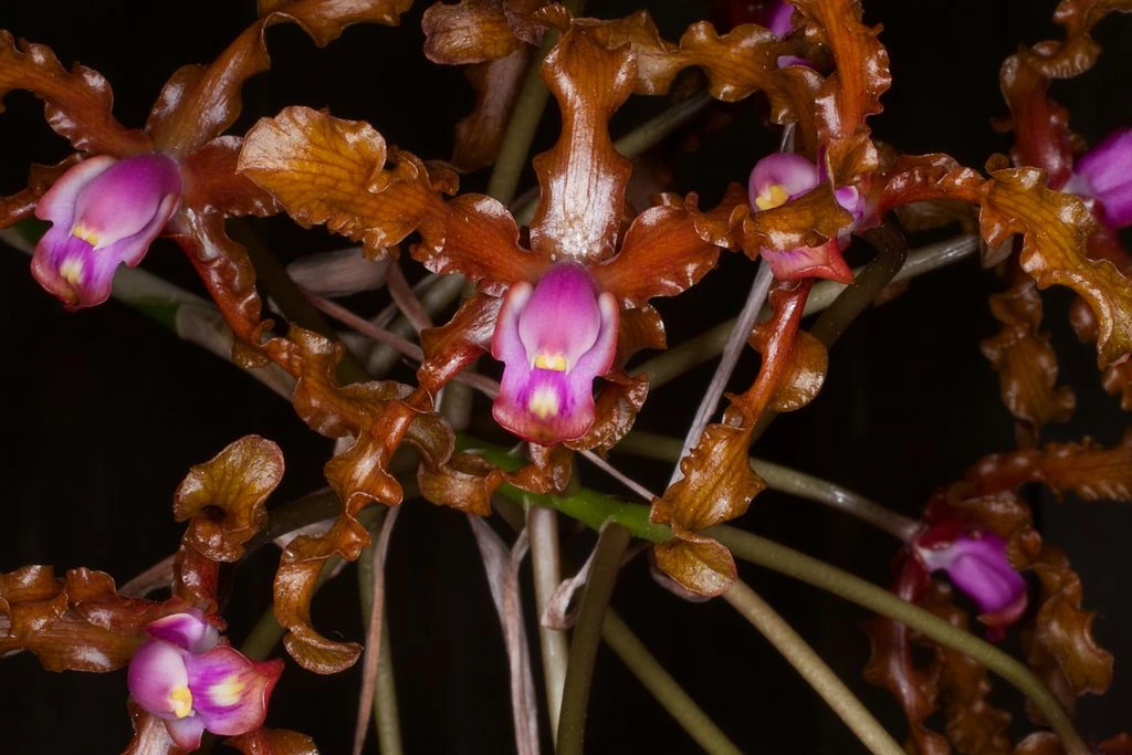 Laelia colombiana | Orchids Wiki | Fandom