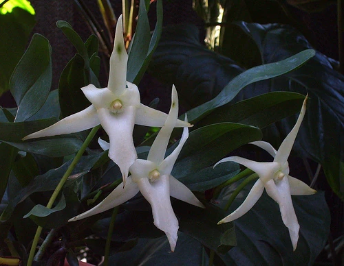Angraecum sesquipedale | Orchids Wiki | Fandom