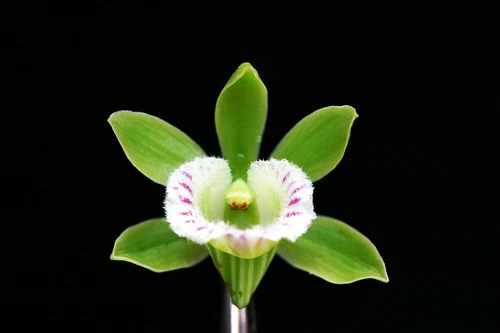 Galeandra beyrichii | Orchids Wiki | Fandom