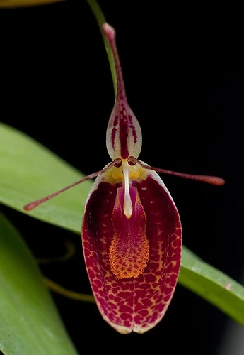 Restrepia pelyx | Orchids Wiki | Fandom
