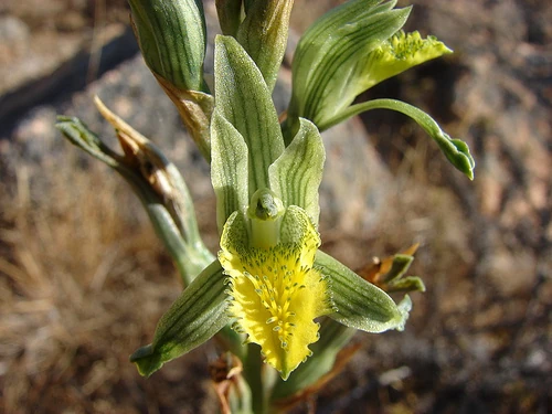 Chloraea cristata | Orchids Wiki | Fandom