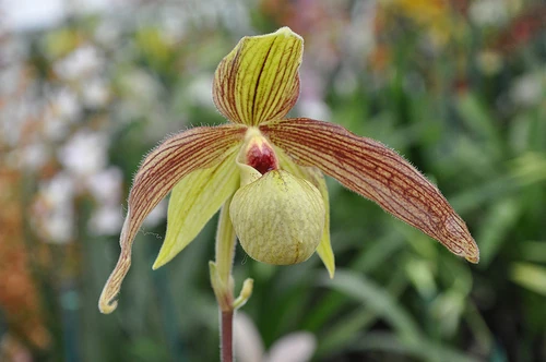 Paphiopedilum It's Doll | Orchids Wiki | Fandom
