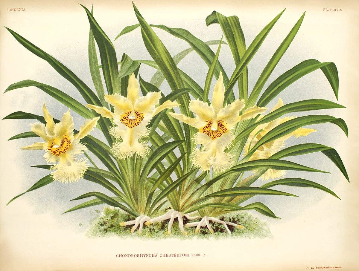 Chondroscaphe | Orchids Wiki | Fandom