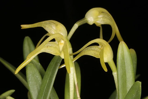 Masdevallia falcago | Orchids Wiki | Fandom