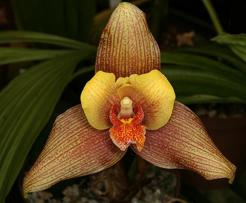 Lycaste Rowland | Orchids Wiki | Fandom
