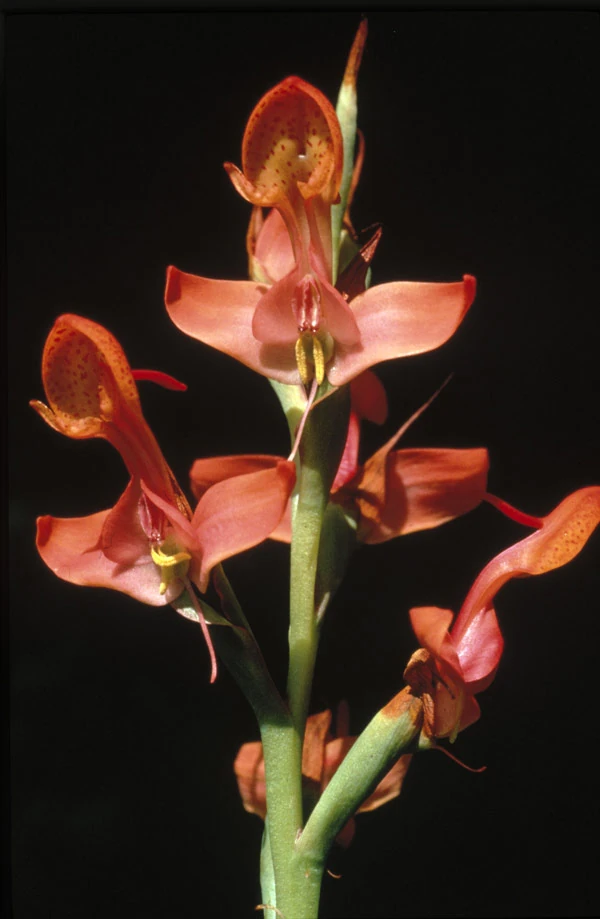 Disa erubescens | Orchids Wiki | Fandom