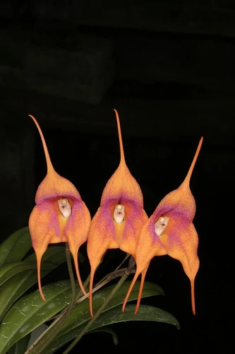 Masdevallia Copper Angel | Orchids Wiki | Fandom