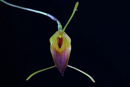 Trisetella strumosa | Orchids Wiki | Fandom