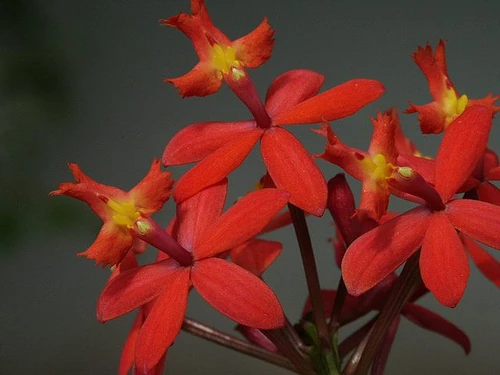 Epidendrum radicans | Orchids Wiki | Fandom