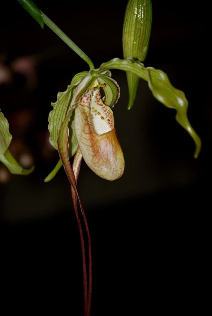 Phragmipedium Grande | Orchids Wiki | Fandom