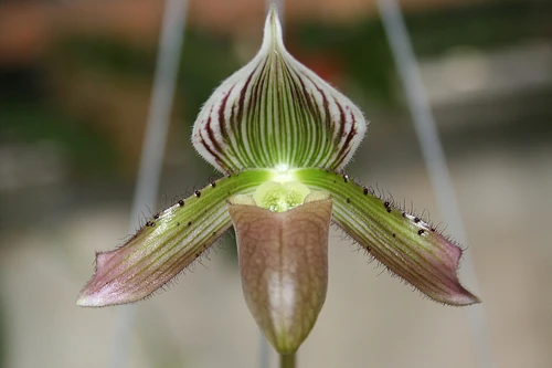 Paphiopedilum barbatum | Orchids Wiki | Fandom