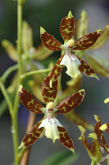 Oncidium maculatum | Orchids Wiki | Fandom