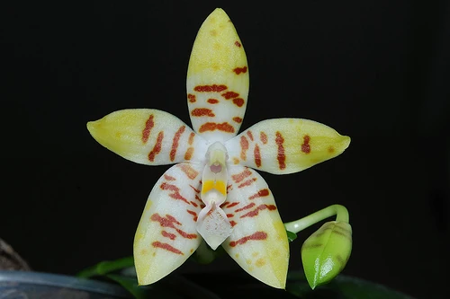 Phalaenopsis Tetrasambo | Orchids Wiki | Fandom