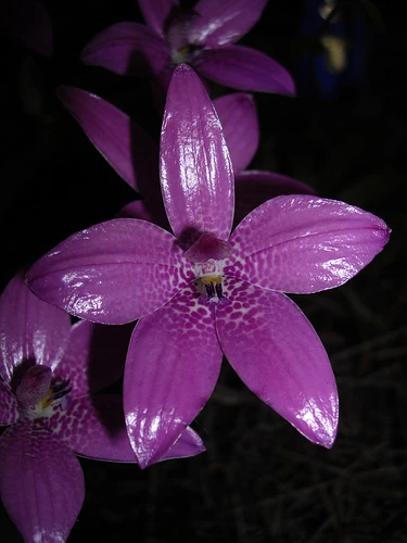 Elythranthera emarginata | Orchids Wiki | Fandom