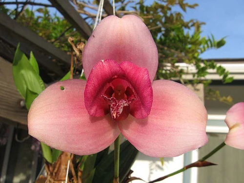 Lycaste Veronica's Promise | Orchids Wiki | Fandom