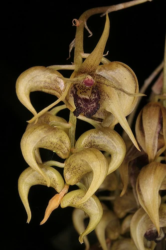 Dendrobium strongylanthum | Orchids Wiki | Fandom