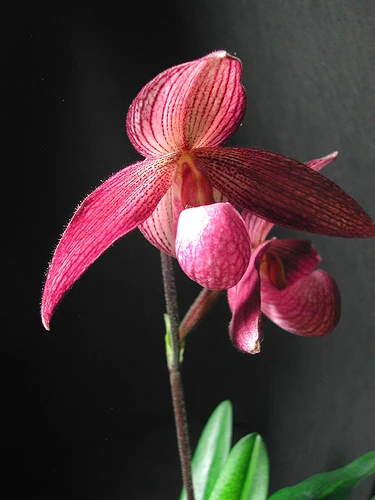 Paphiopedilum Delrosi | Orchids Wiki | Fandom