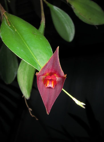 Lepanthes elegantula | Orchids Wiki | Fandom