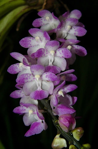 Aerides multiflora | Orchids Wiki | Fandom