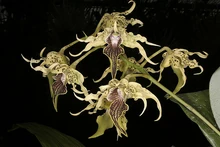 Dendrobium alexandrae | Orchids Wiki | Fandom