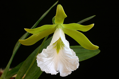 Prosthechea mariae | Orchids Wiki | Fandom