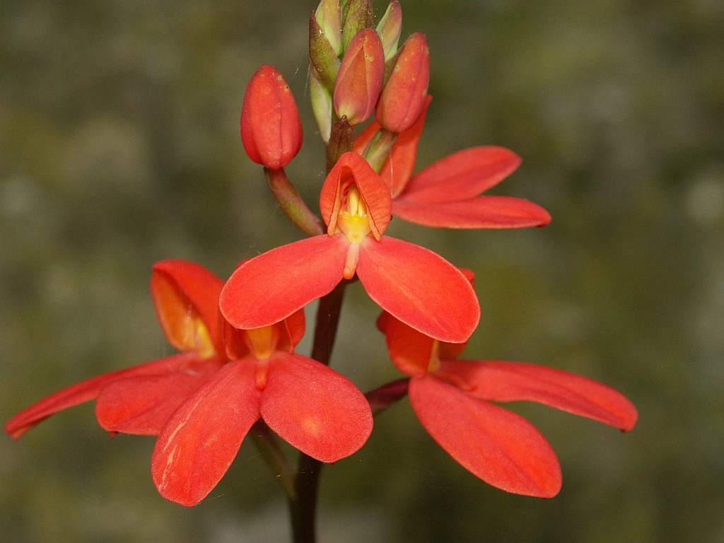 Disa cardinalis | Orchids Wiki | Fandom
