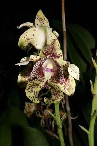 Dendrobium tapiniense | Orchids Wiki | Fandom
