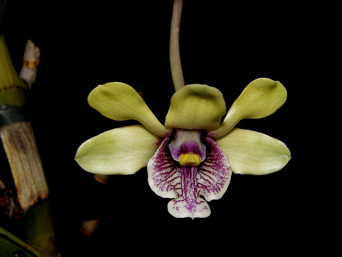 Dendrobium Violaceoflavens Orchids Wiki Fandom