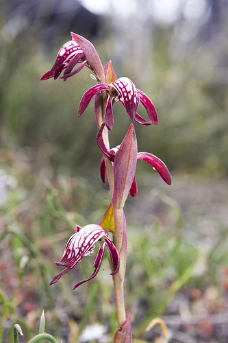 Pyrorchis nigricans | Orchids Wiki | Fandom