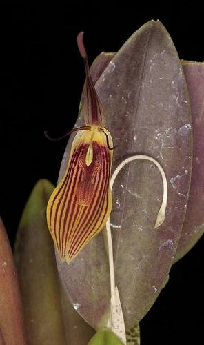 Restrepia falkenbergii | Orchids Wiki | Fandom