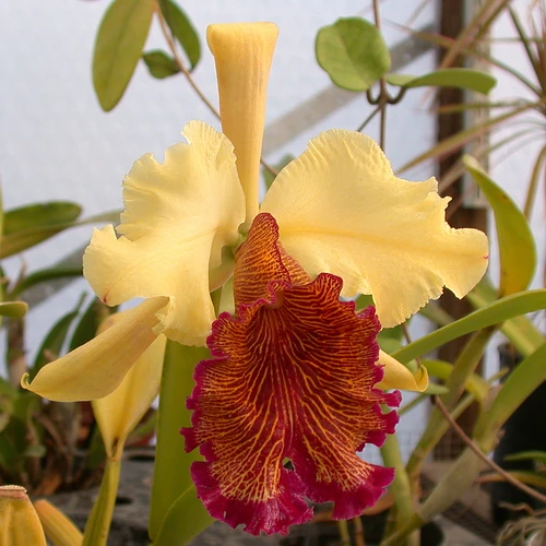 Cattleya aurea | Orchids Wiki | Fandom