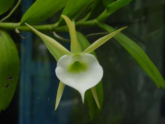 Angraecum infundibulare | Orchids Wiki | Fandom