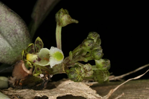 Gastrochilus platycalcaratus | Orchids Wiki | Fandom