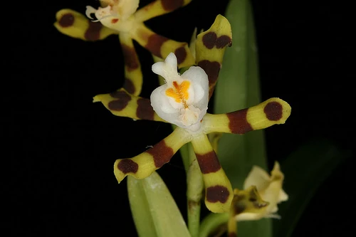 Solenidiopsis tigroides | Orchids Wiki | Fandom
