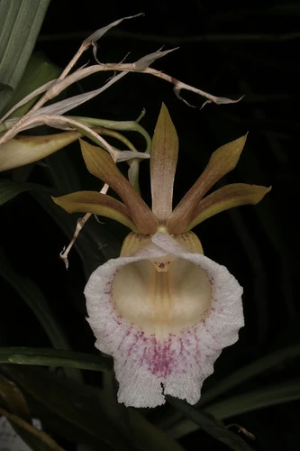 Galeandra lacustris | Orchids Wiki | Fandom