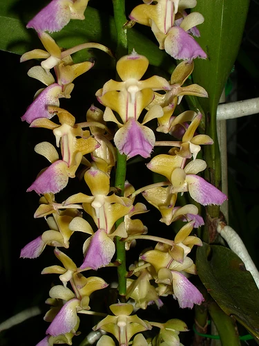 Aerides falcata | Orchids Wiki | Fandom
