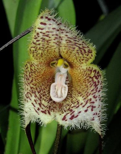 Dracula callithrix | Orchids Wiki | Fandom