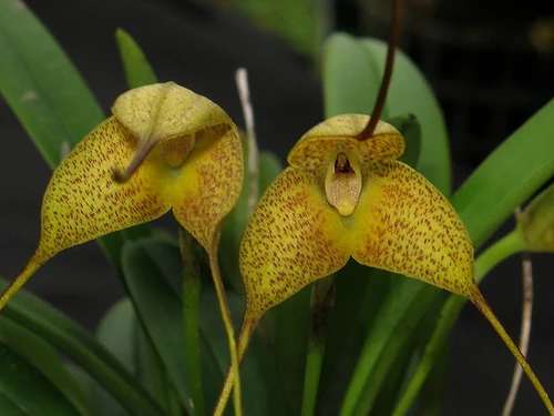 Masdevallia instar | Orchids Wiki | Fandom