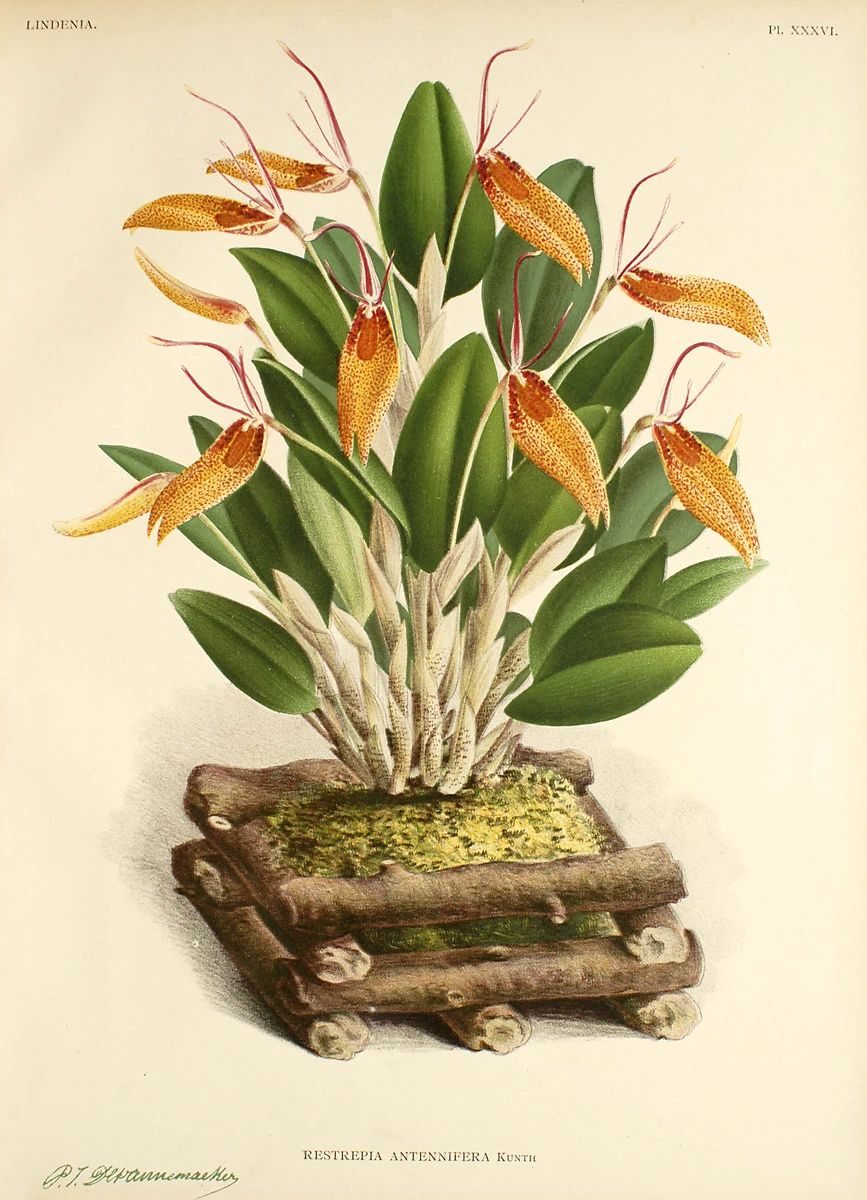 Restrepia | Orchids Wiki | Fandom