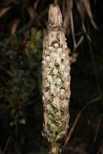 Aa | Orchids Wiki | Fandom