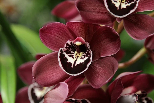 Cymbidium Ruby Valley | Orchids Wiki | Fandom