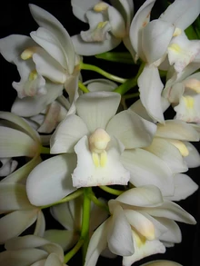 Cymbidium Sarah Jean | Orchids Wiki | Fandom