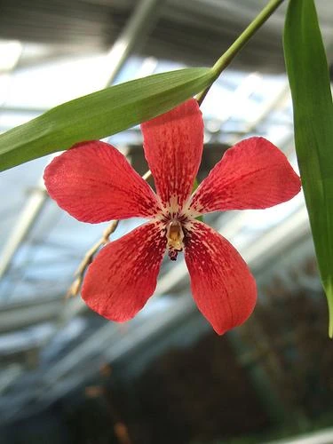 Dendrobium cinnabarinum | Orchids Wiki | Fandom