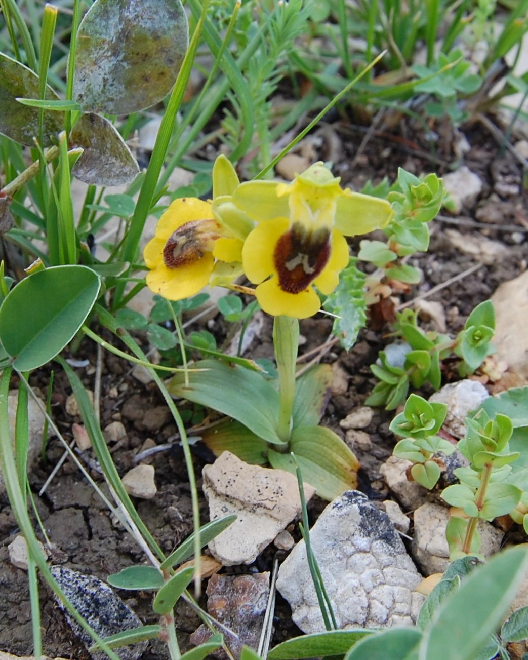 ophrys lutea
