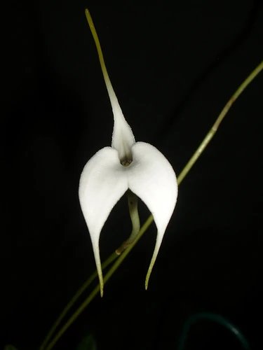 Masdevallia amabilis | Orchids Wiki | Fandom