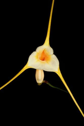 Masdevallia constricta | Orchids Wiki | Fandom