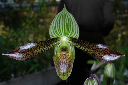 Paphiopedilum wardii | Orchids Wiki | Fandom