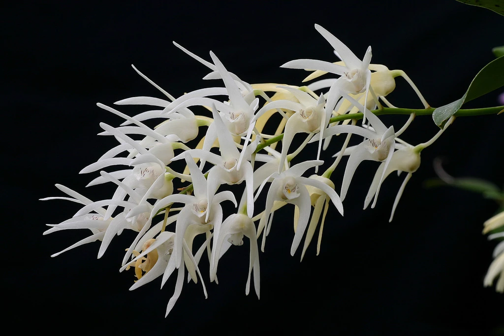 Dendrobium jonesii | Orchids Wiki | Fandom